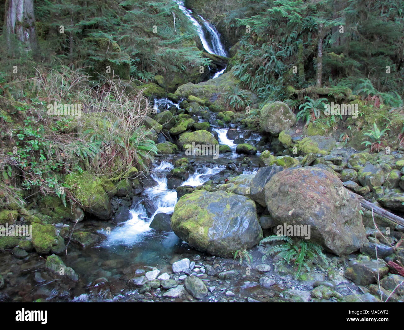 Waterfall at Quinault Rain Forest at Olympic NP in WA Stock Photo - Alamy