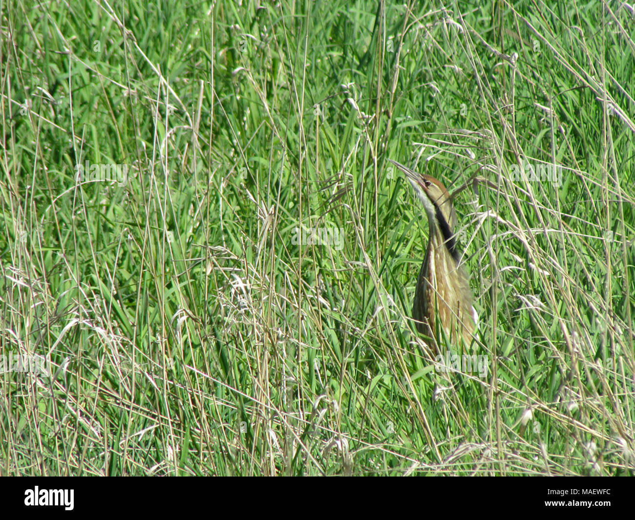 American bittern in habitat hi-res stock photography and images - Alamy