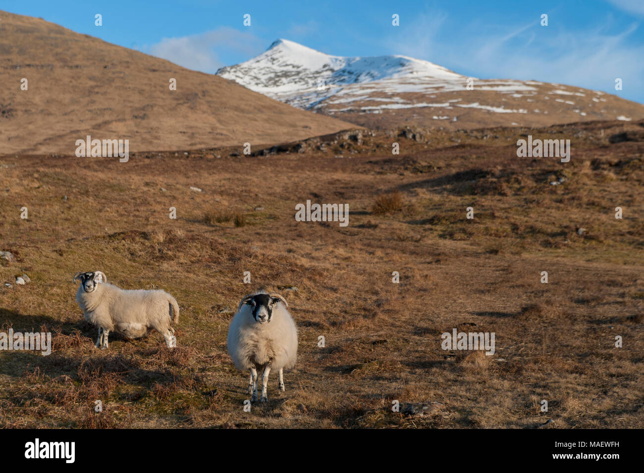 Two sheep at the foot of Ben Mor Coigach (the highest peak on Mull) and ...