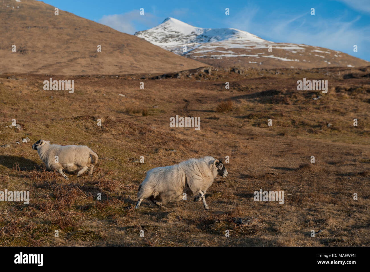 Two sheep at the foot of Ben Mor Coigach (the highest peak on Mull) and ...