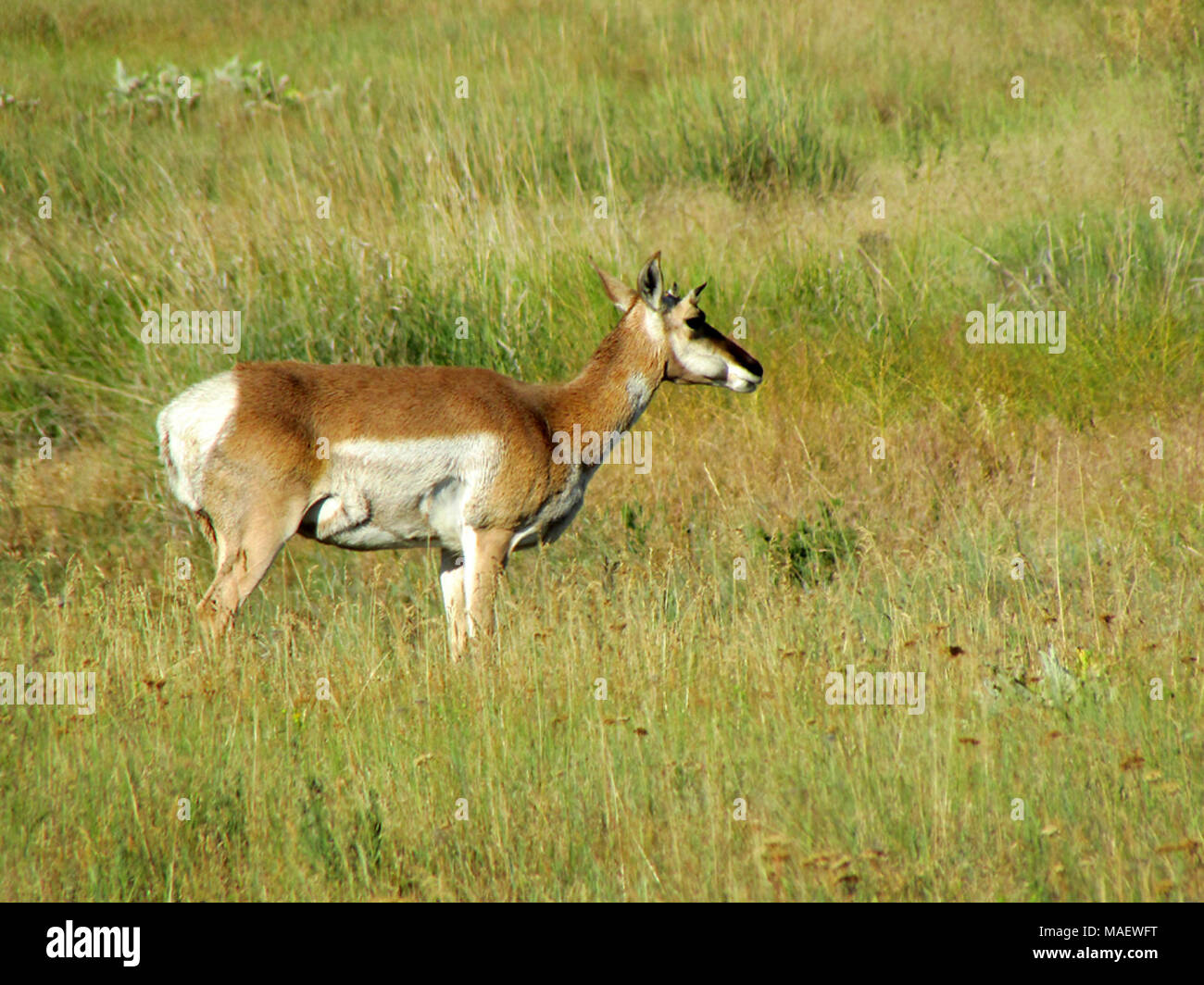 Antelope at National Bison Range in MT Stock Photo - Alamy