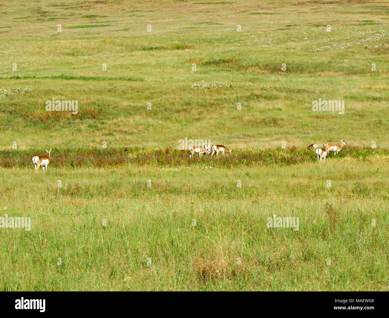 Antelope at National Bison Range in MT Stock Photo - Alamy
