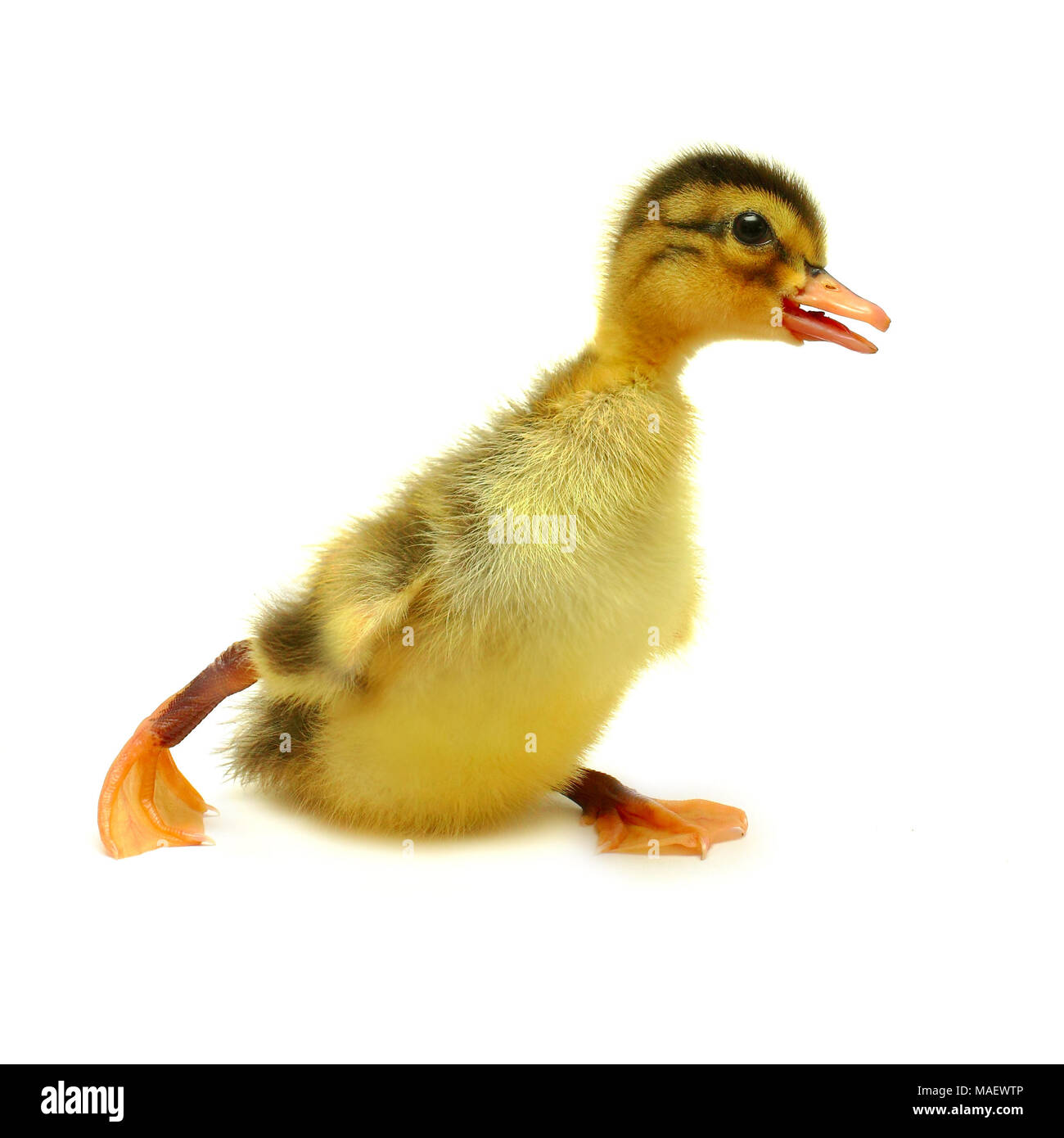 Baby bird, curious duckling - run and fun! Stock Photo - Alamy