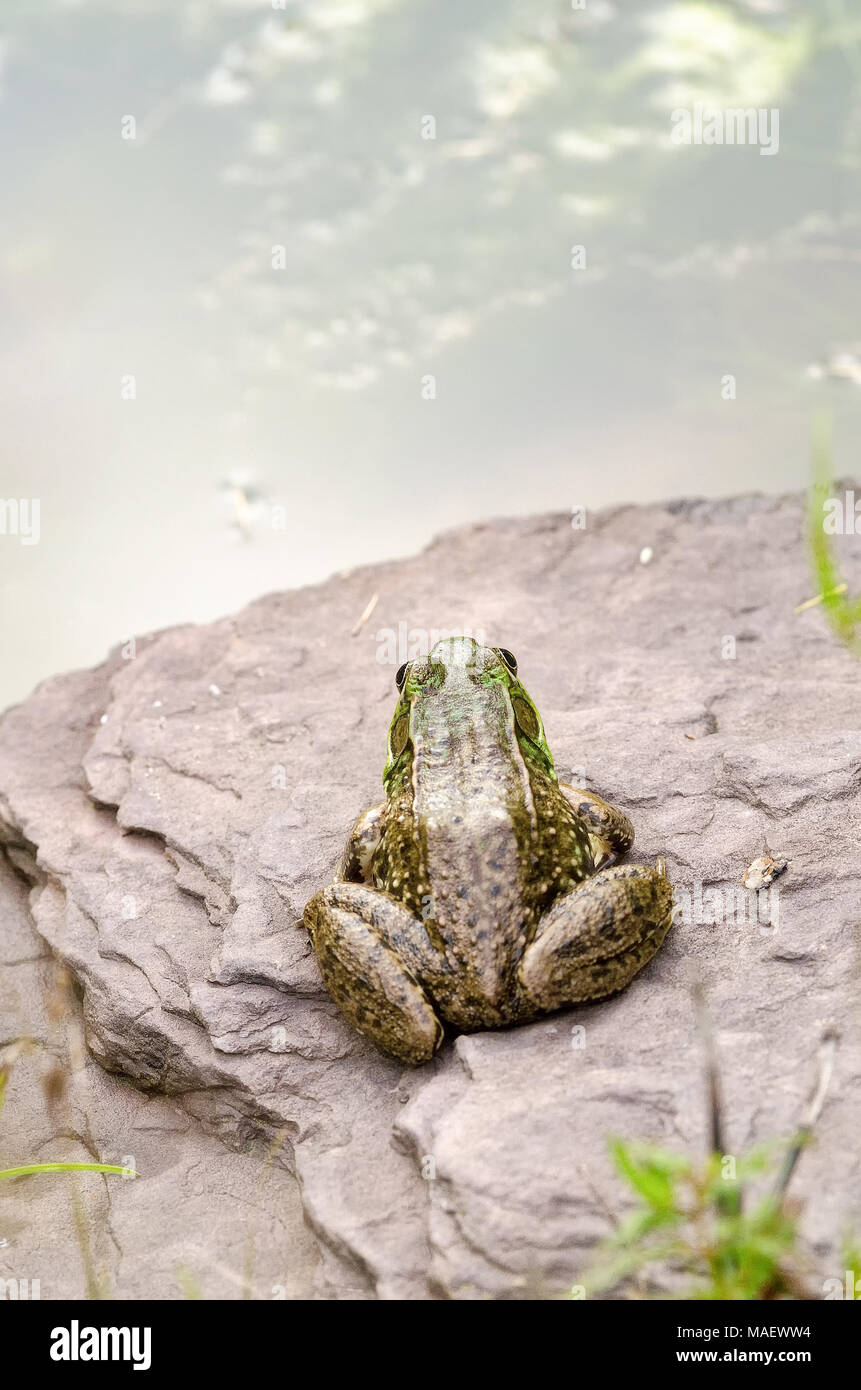 Frog perspective view hi-res stock photography and images - Alamy