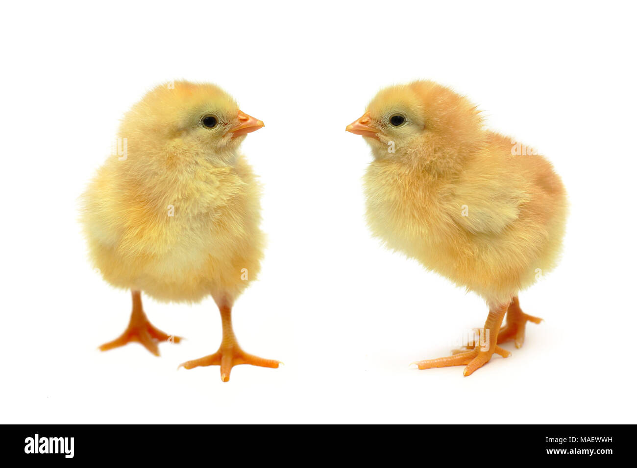 Chicken - baby friends isolated on white Stock Photo - Alamy