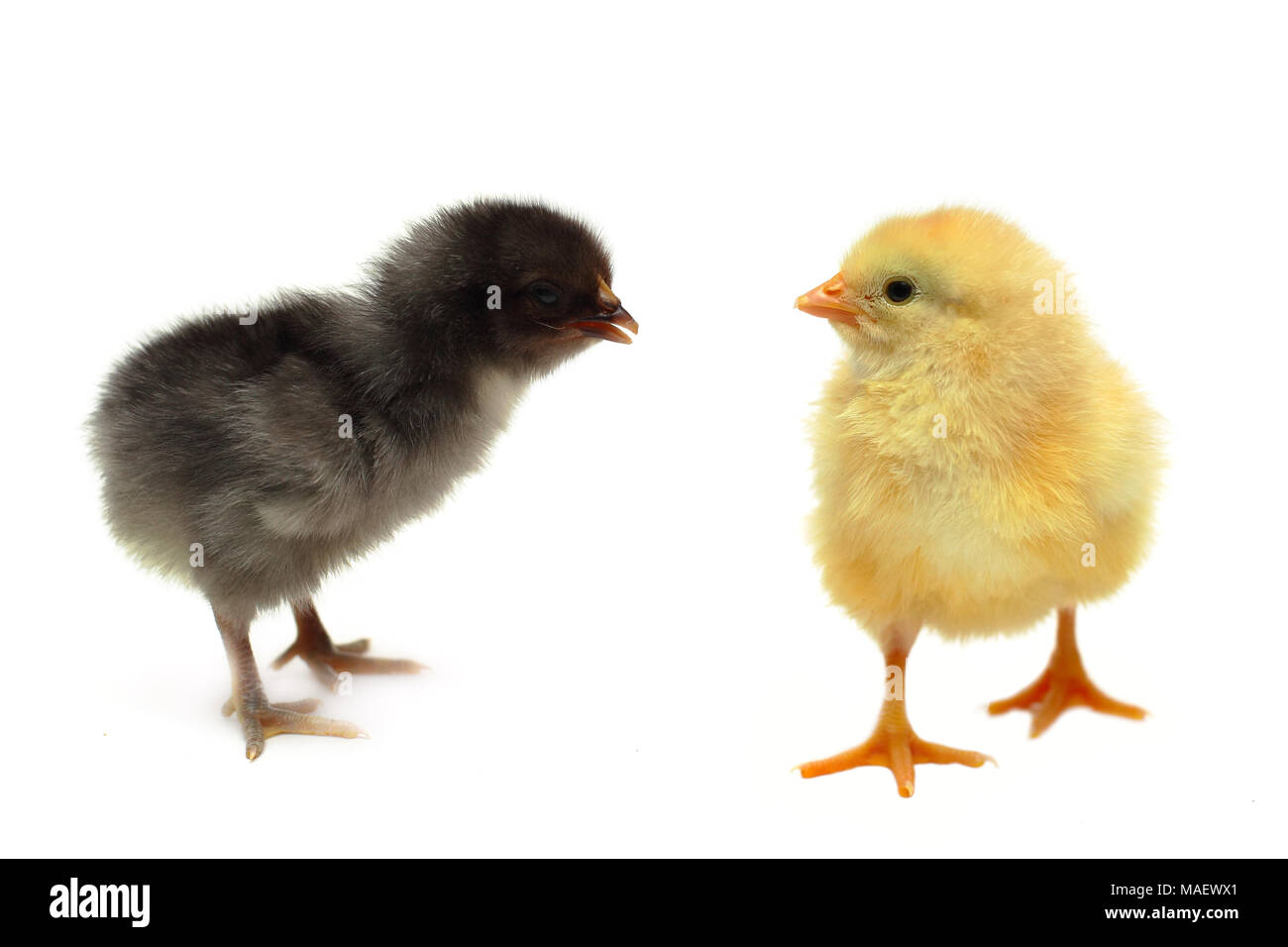 Communication and relationship - friends chickens Stock Photo - Alamy