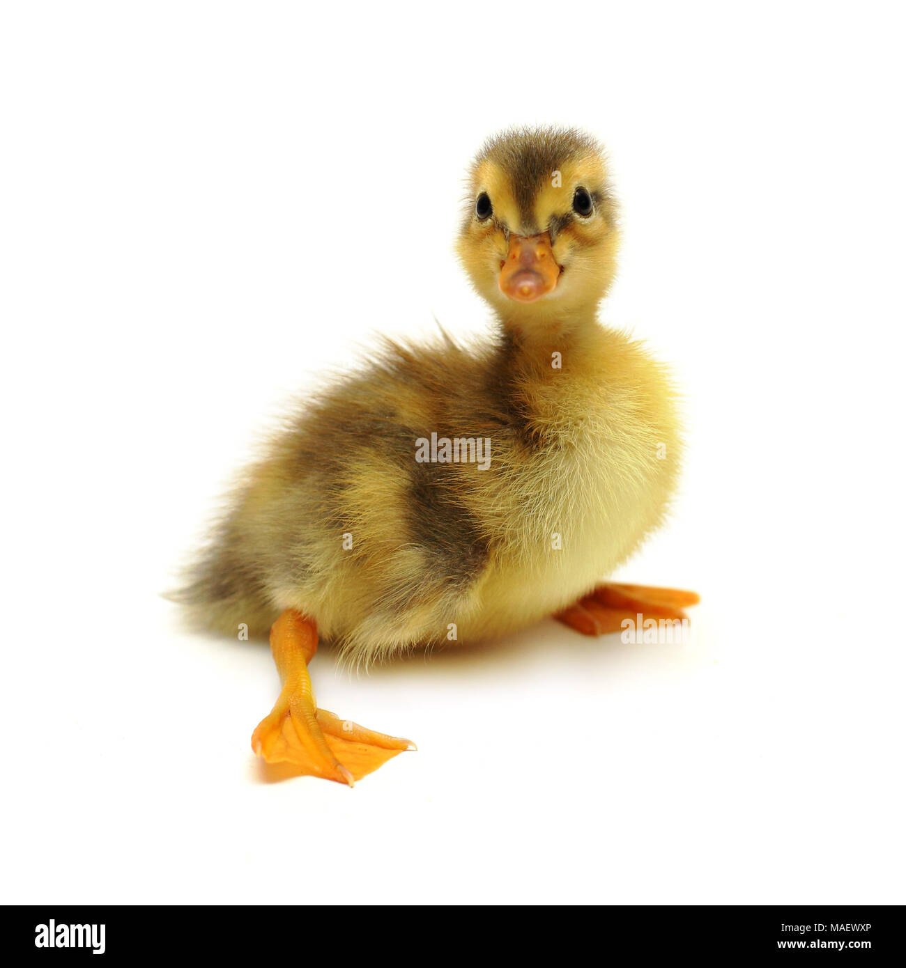 Duckling on white background Stock Photo - Alamy