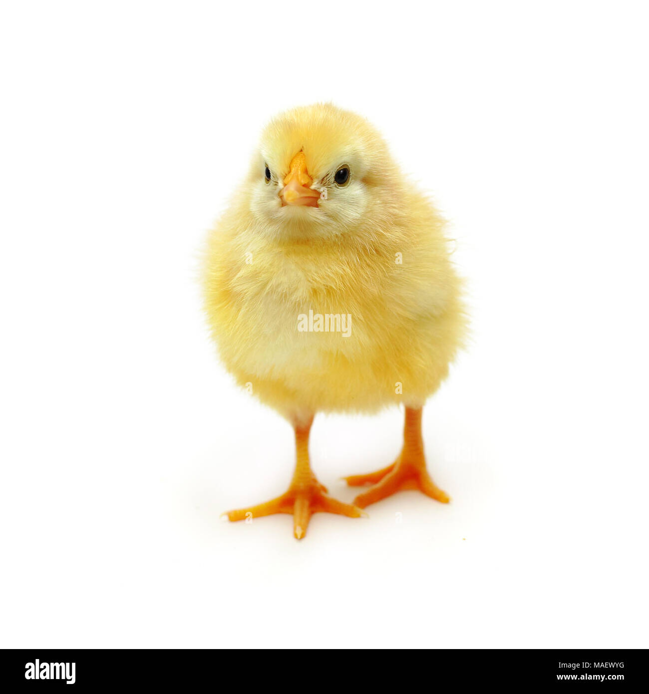 Chicken - baby bird isolated on white Stock Photo - Alamy