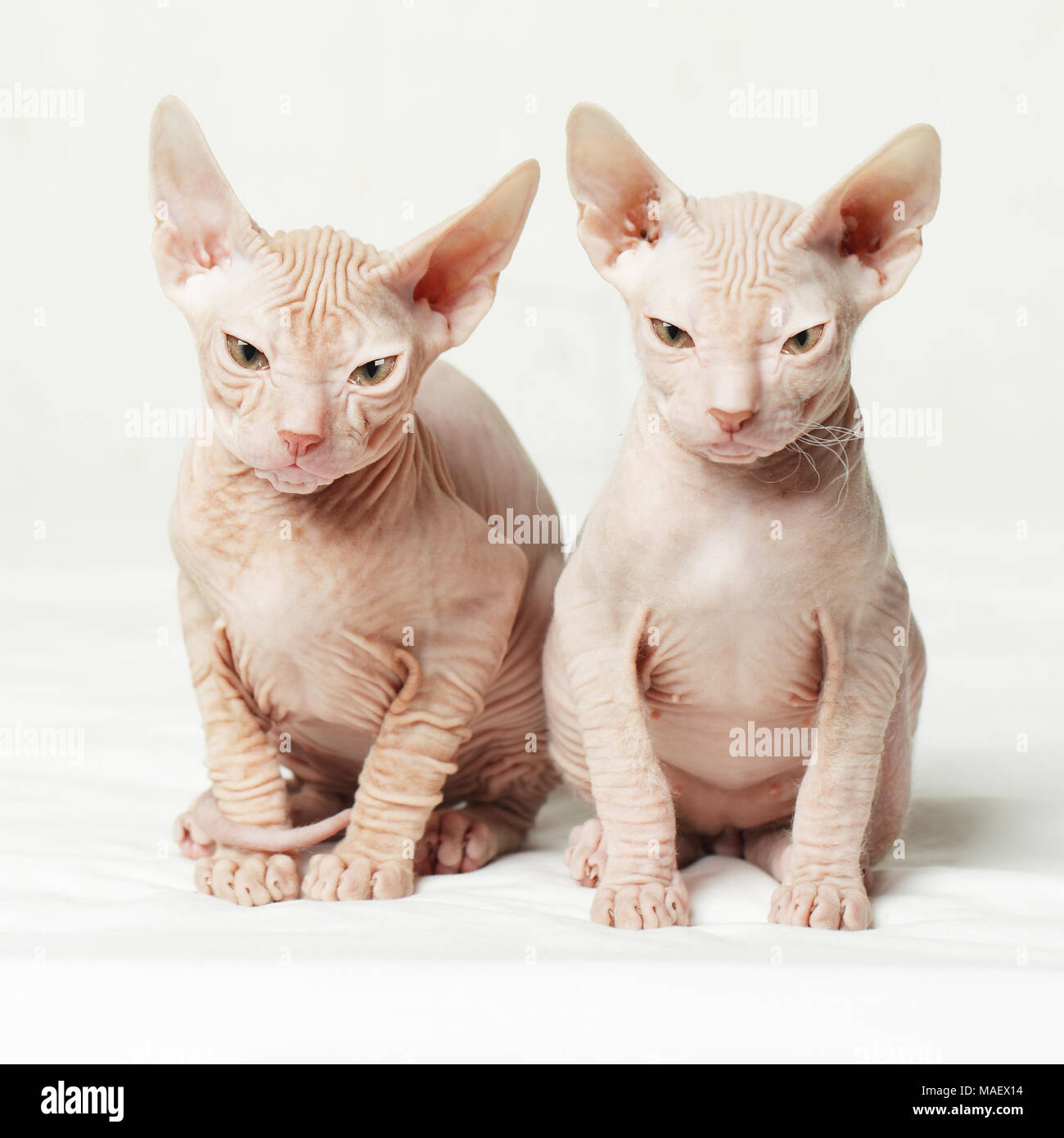 Two sphynx kittens on white background Stock Photo - Alamy