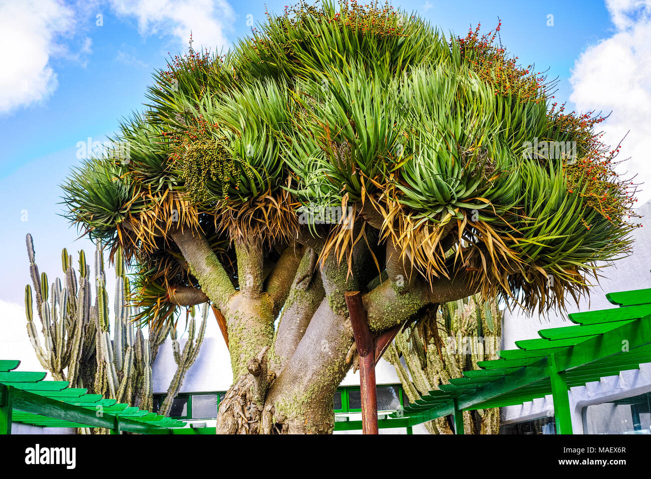 Old big green Dragon tree, symbol of Tenerife island, Canary Islands ...