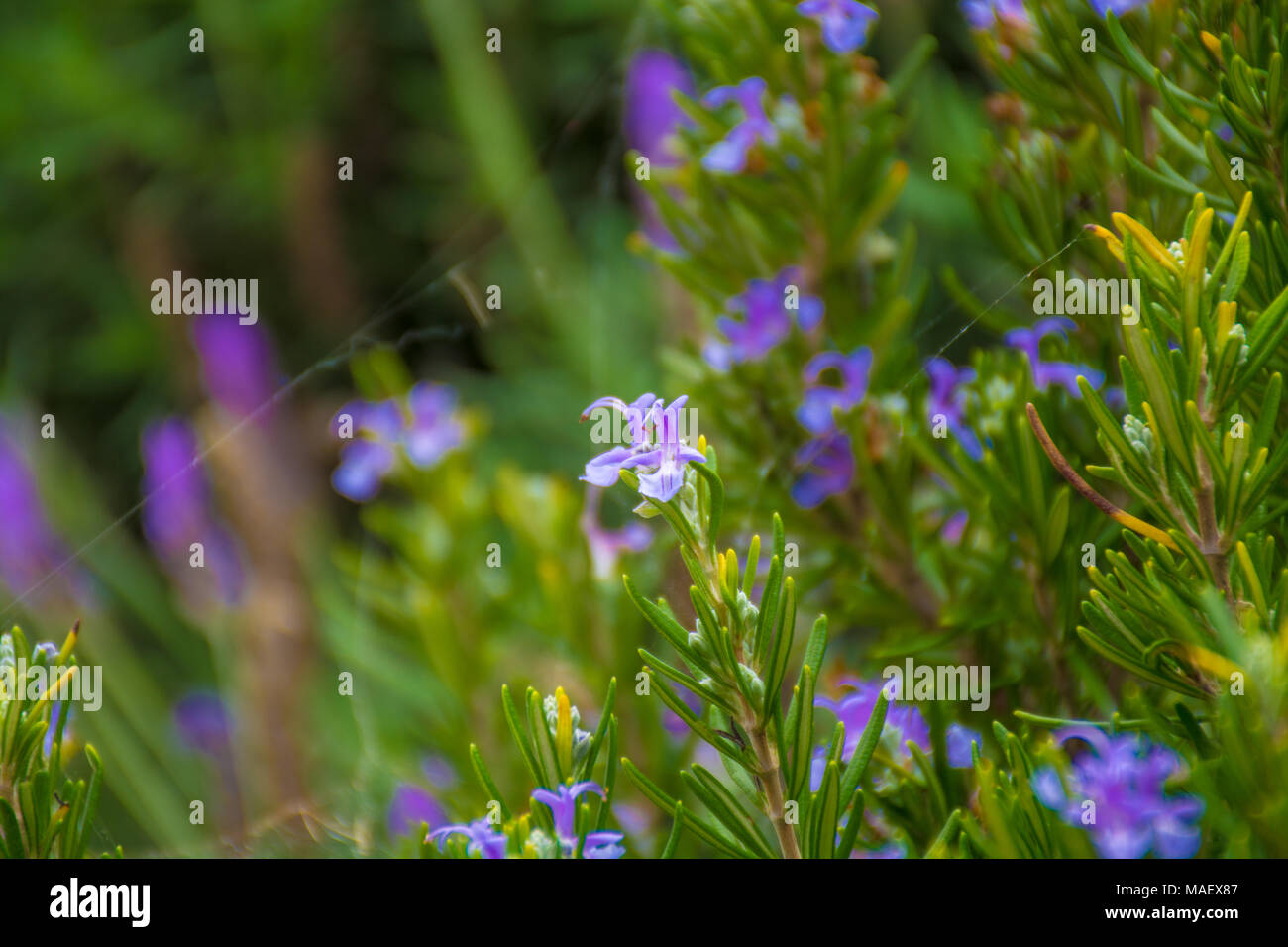 Green rosemary plant with lilac flowers, aromatic kitchen herb Stock ...