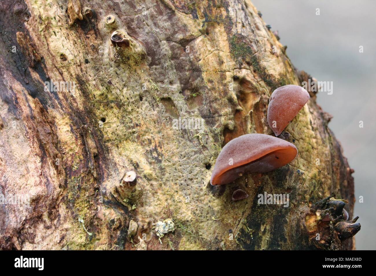 Fungi growing on a tree Stock Photo - Alamy