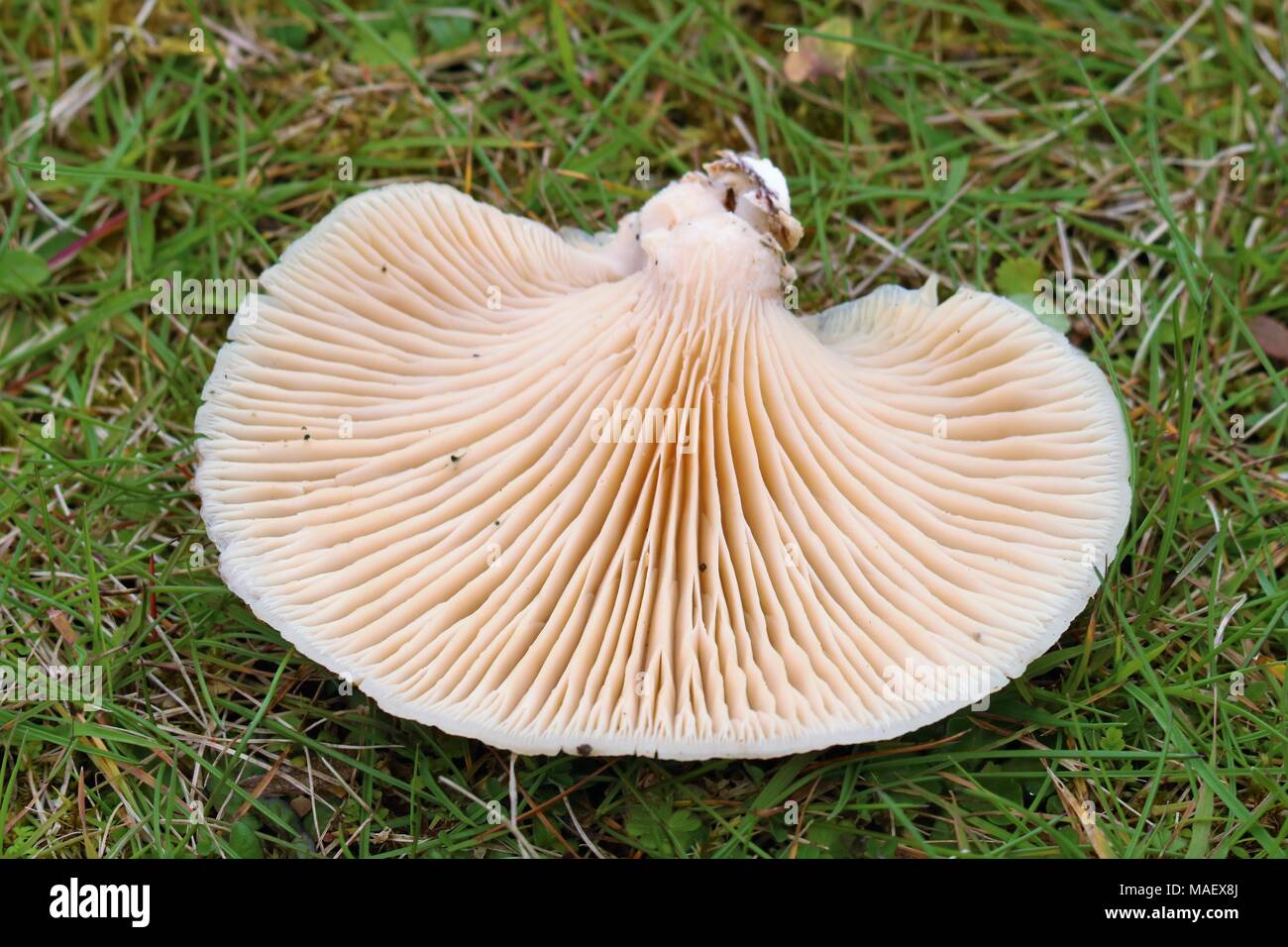 Close up image of the underside of a mushroom showing beautiful pattern ...