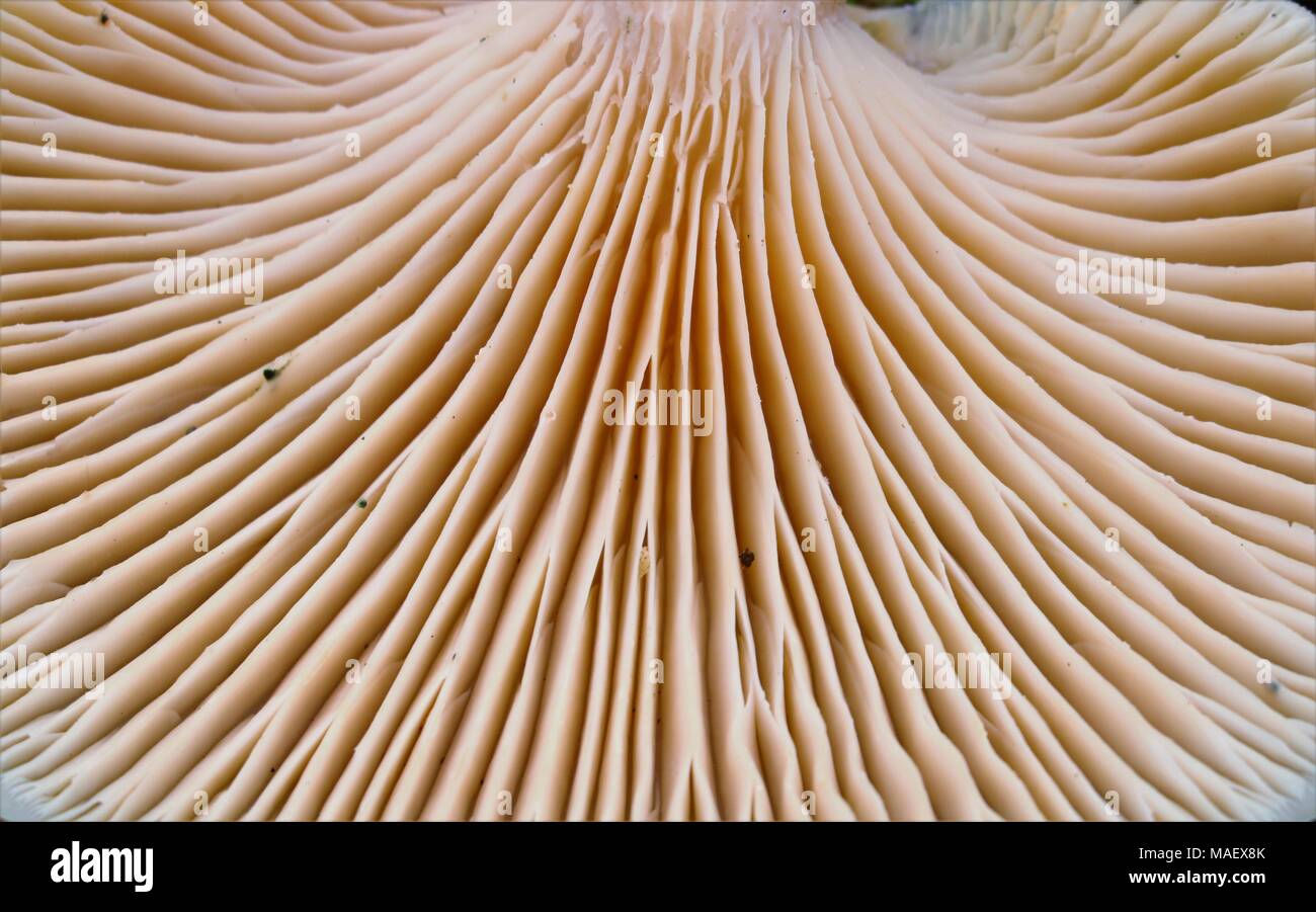 Close up image of the underside of a mushroom showing beautiful pattern ...