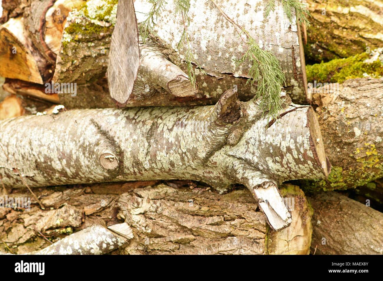 Log pile wildlife habitat in hi-res stock photography and images - Alamy