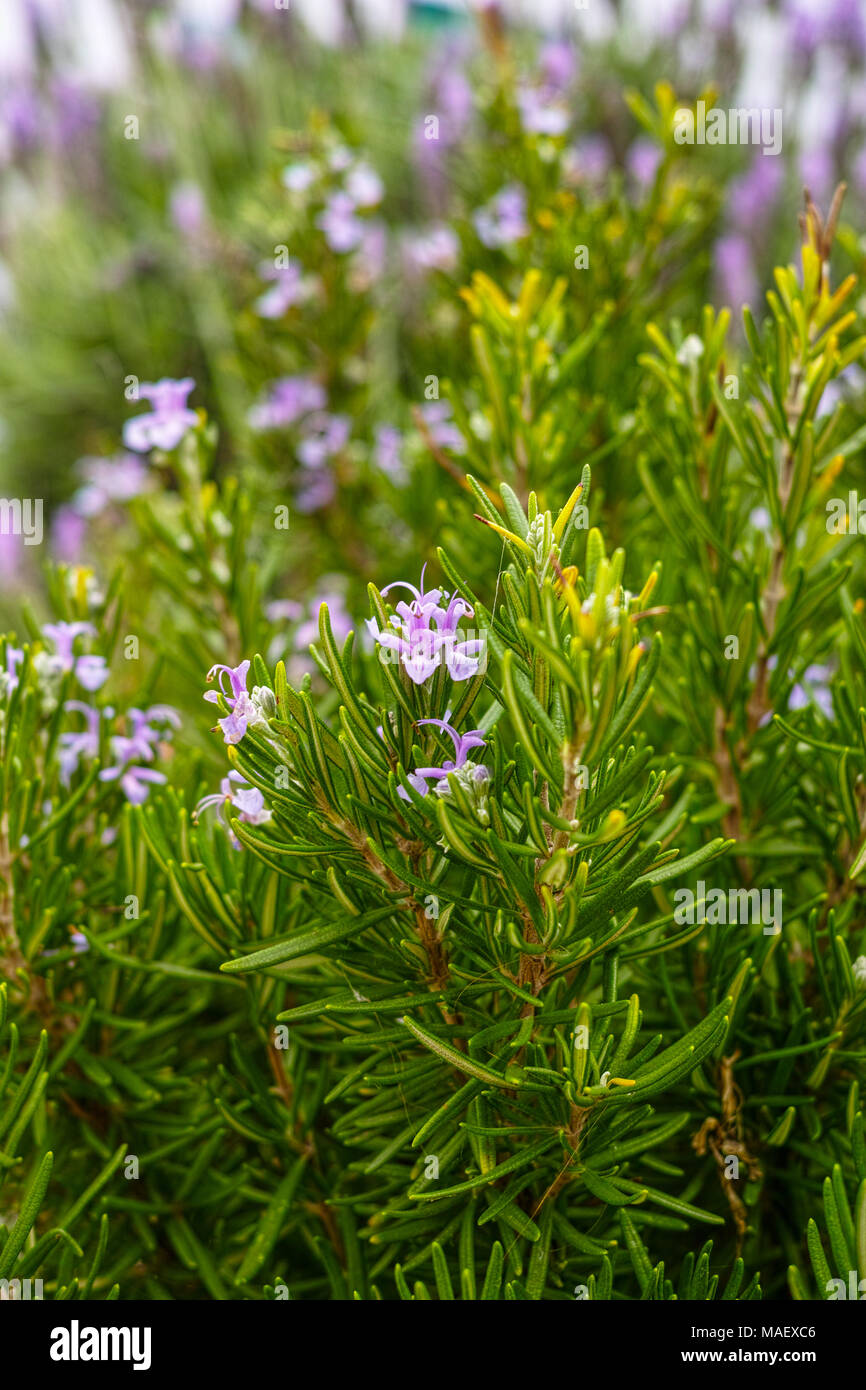 Green rosemary plant with lilac flowers, aromatic kitchen herb Stock ...