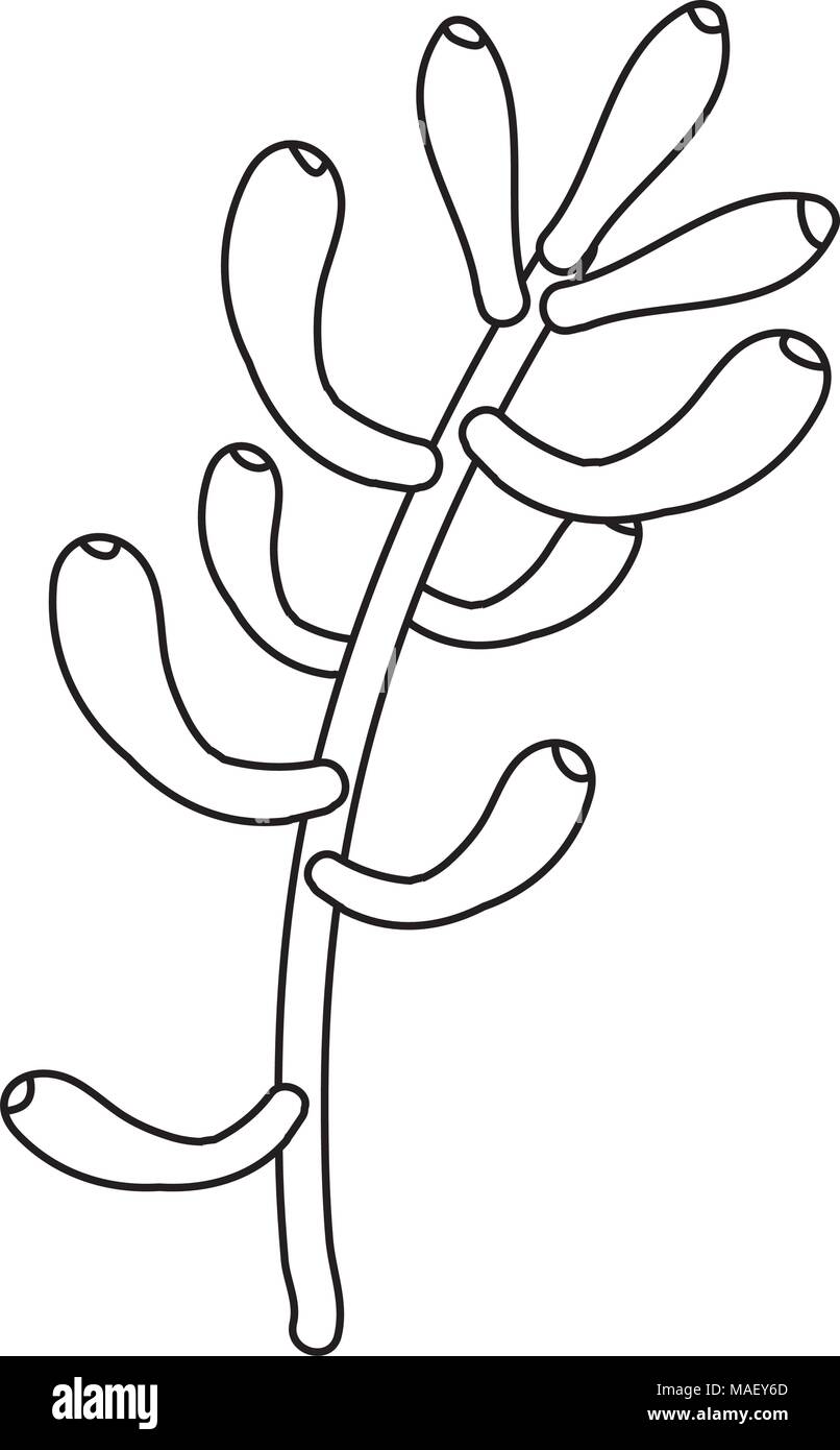 line sedum pachyphyllum plant with natural leaves vector illustration ...