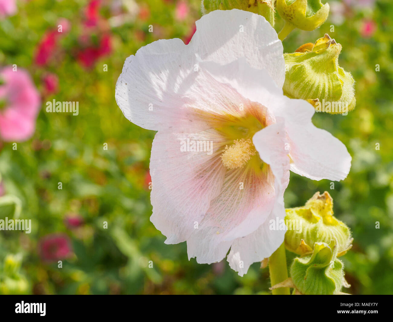 Hibiscus in the field at spring Stock Photo - Alamy