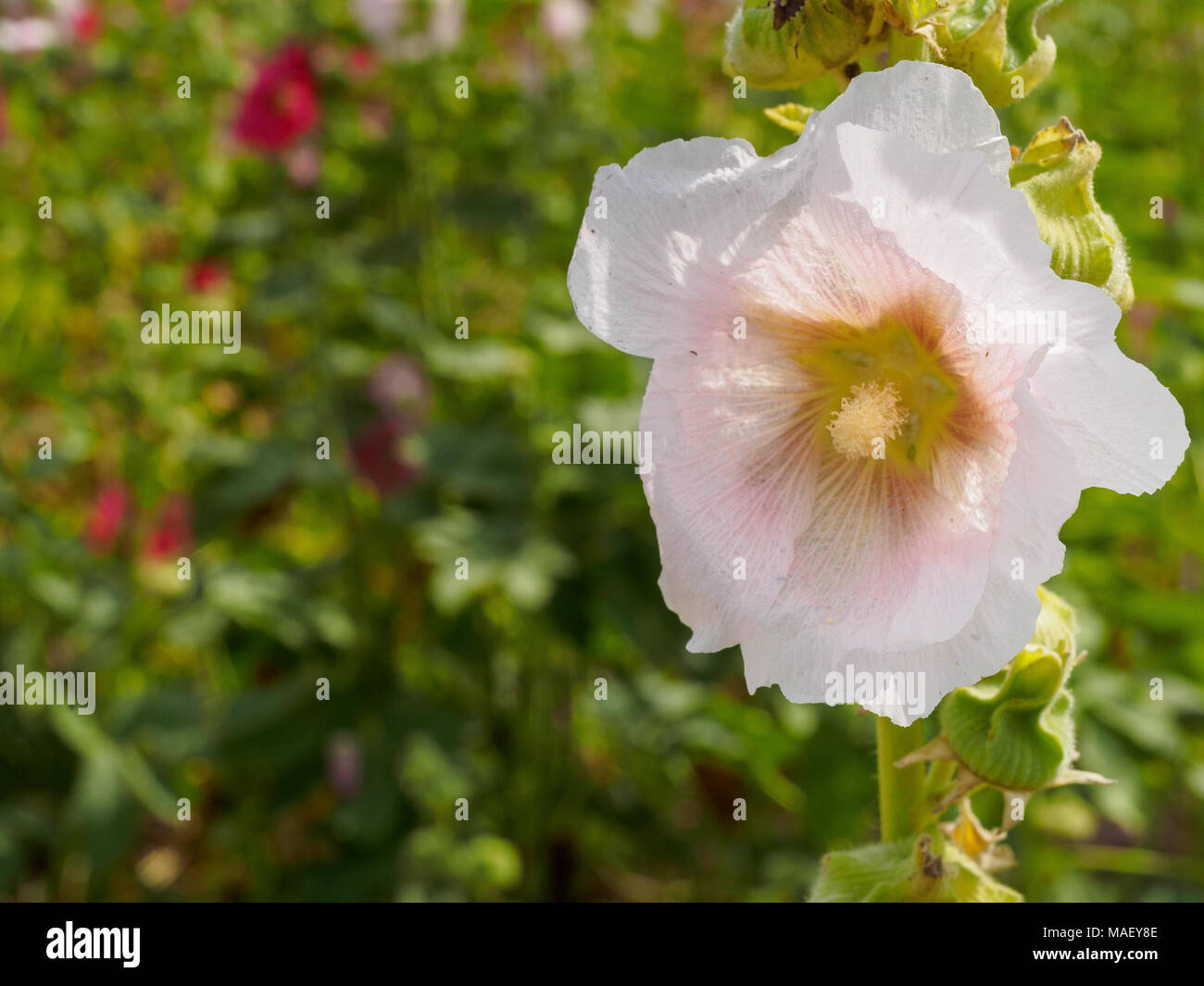 Hibiscus in the field at spring Stock Photo - Alamy