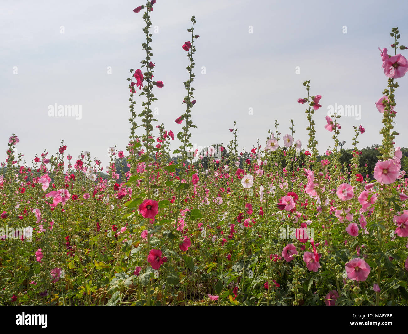 Hibiscus in the field at spring Stock Photo - Alamy