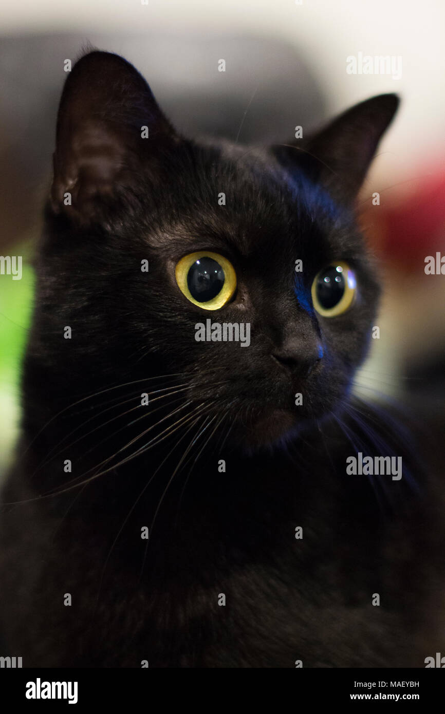 Portrait of Charlie the cat Stock Photo - Alamy