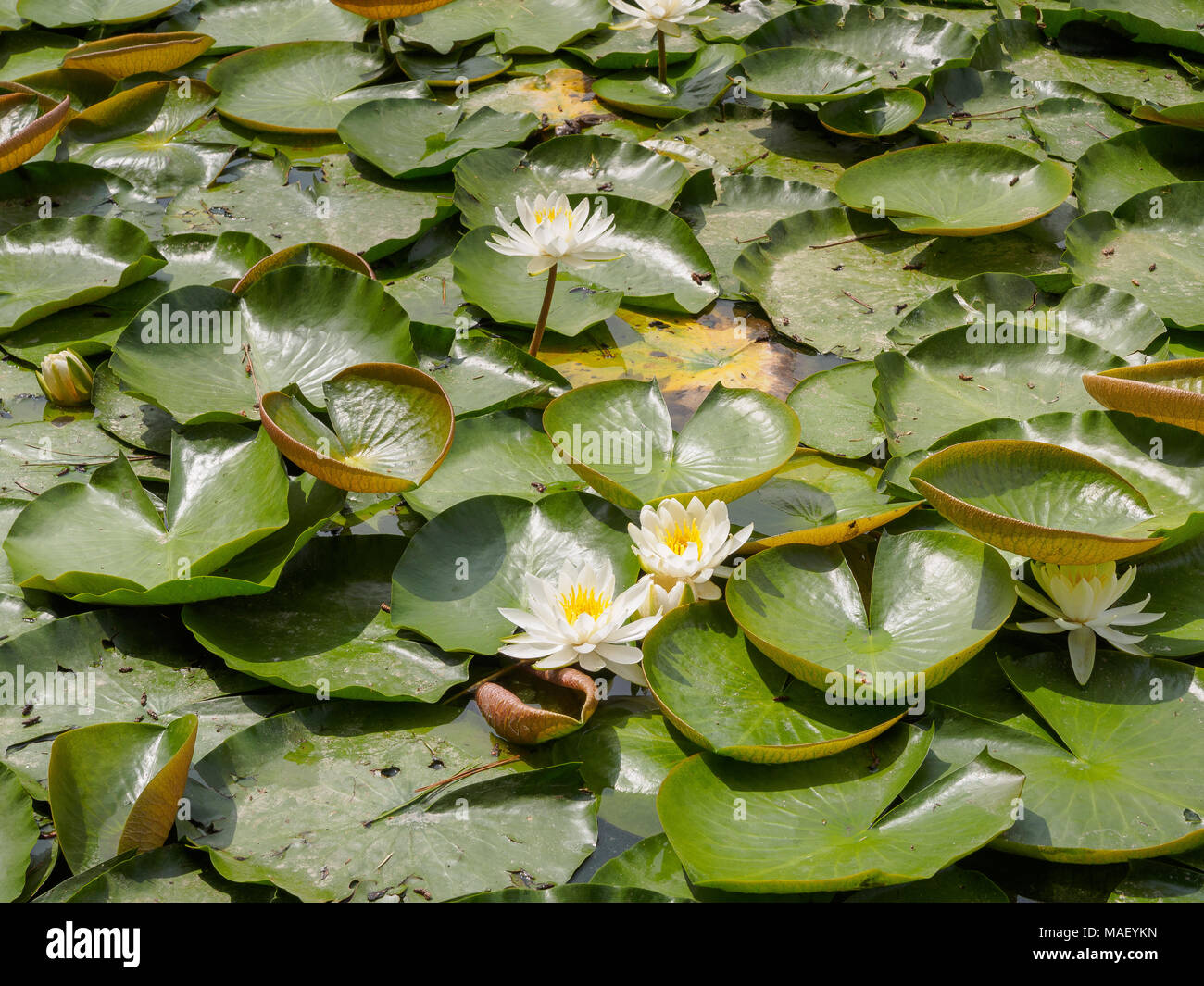 A lake with white lotus flowers, Summer season Stock Photo - Alamy