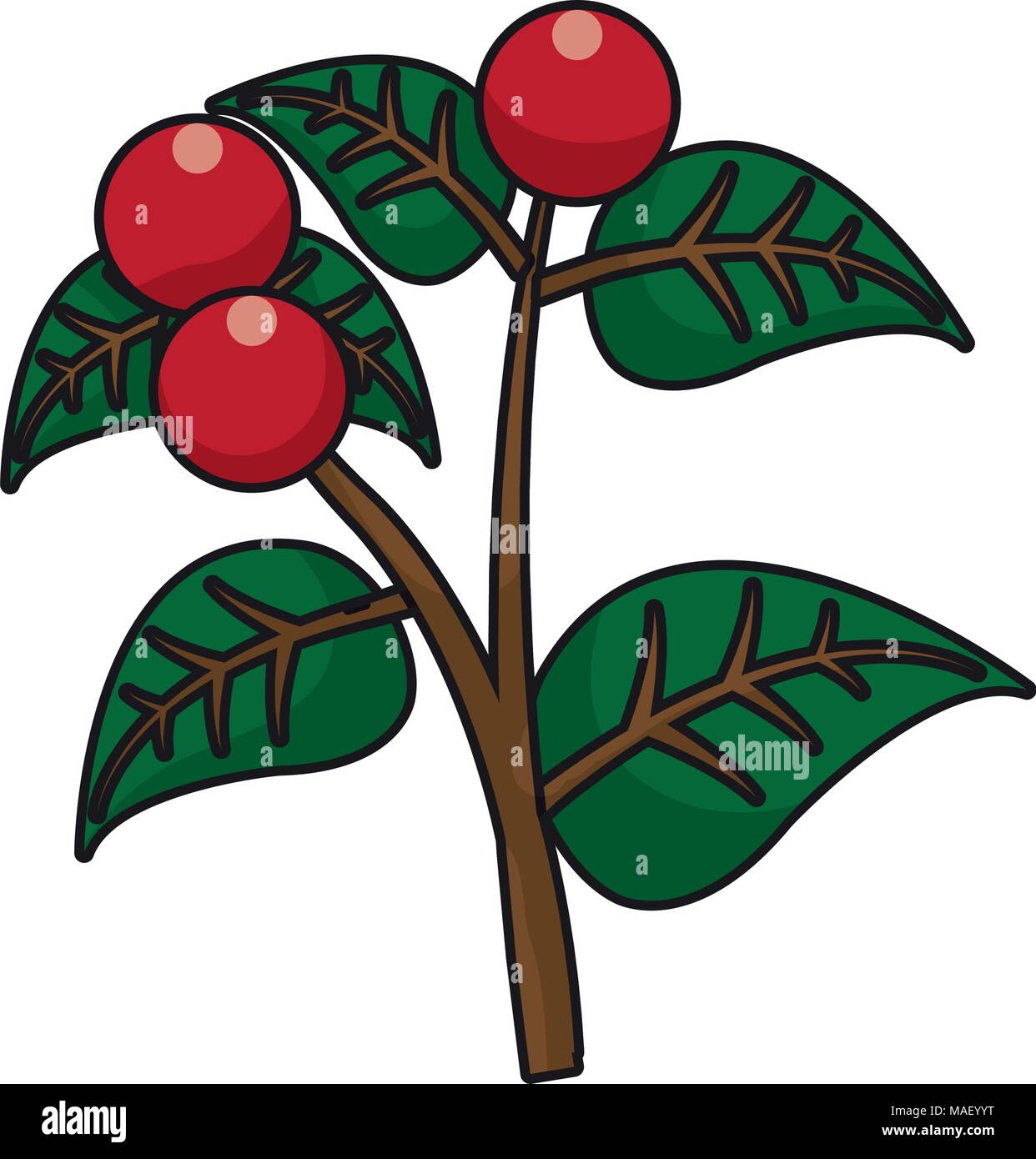 coffee tree plant with leaves branch vector illustration Stock Vector ...