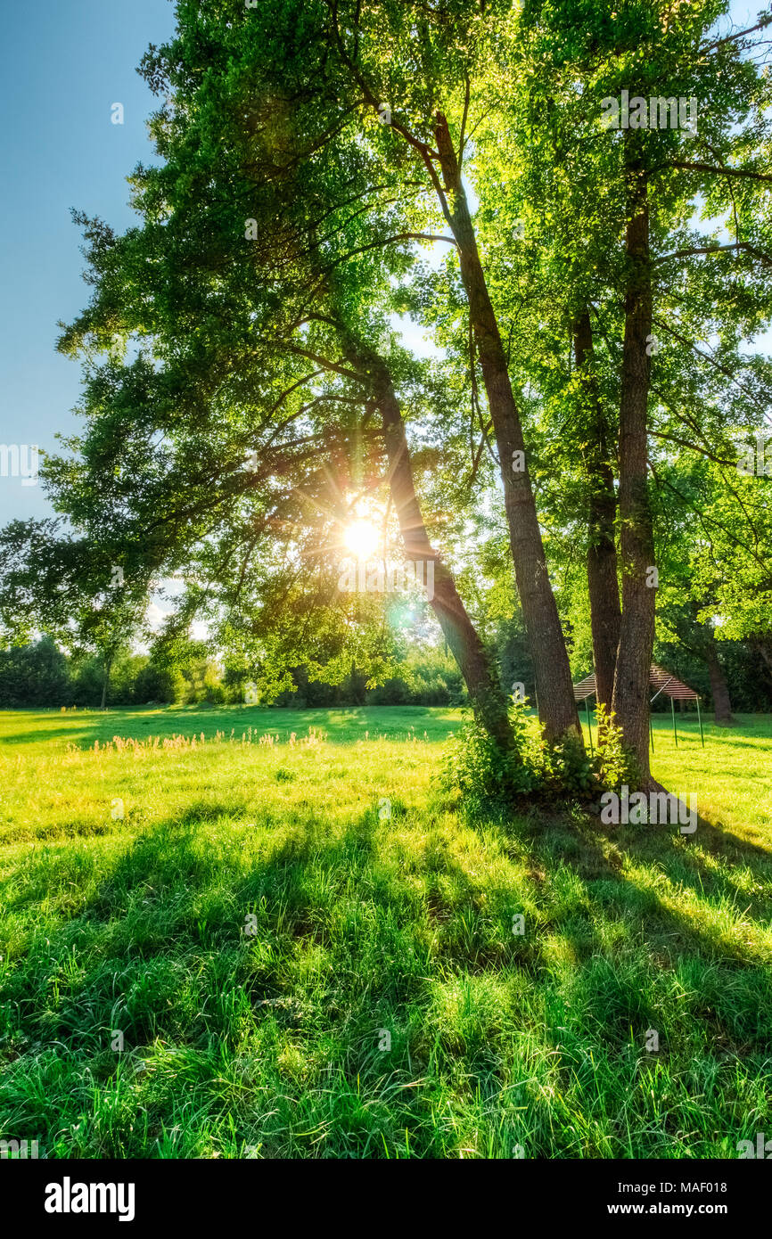 Three oak trees hi-res stock photography and images - Alamy