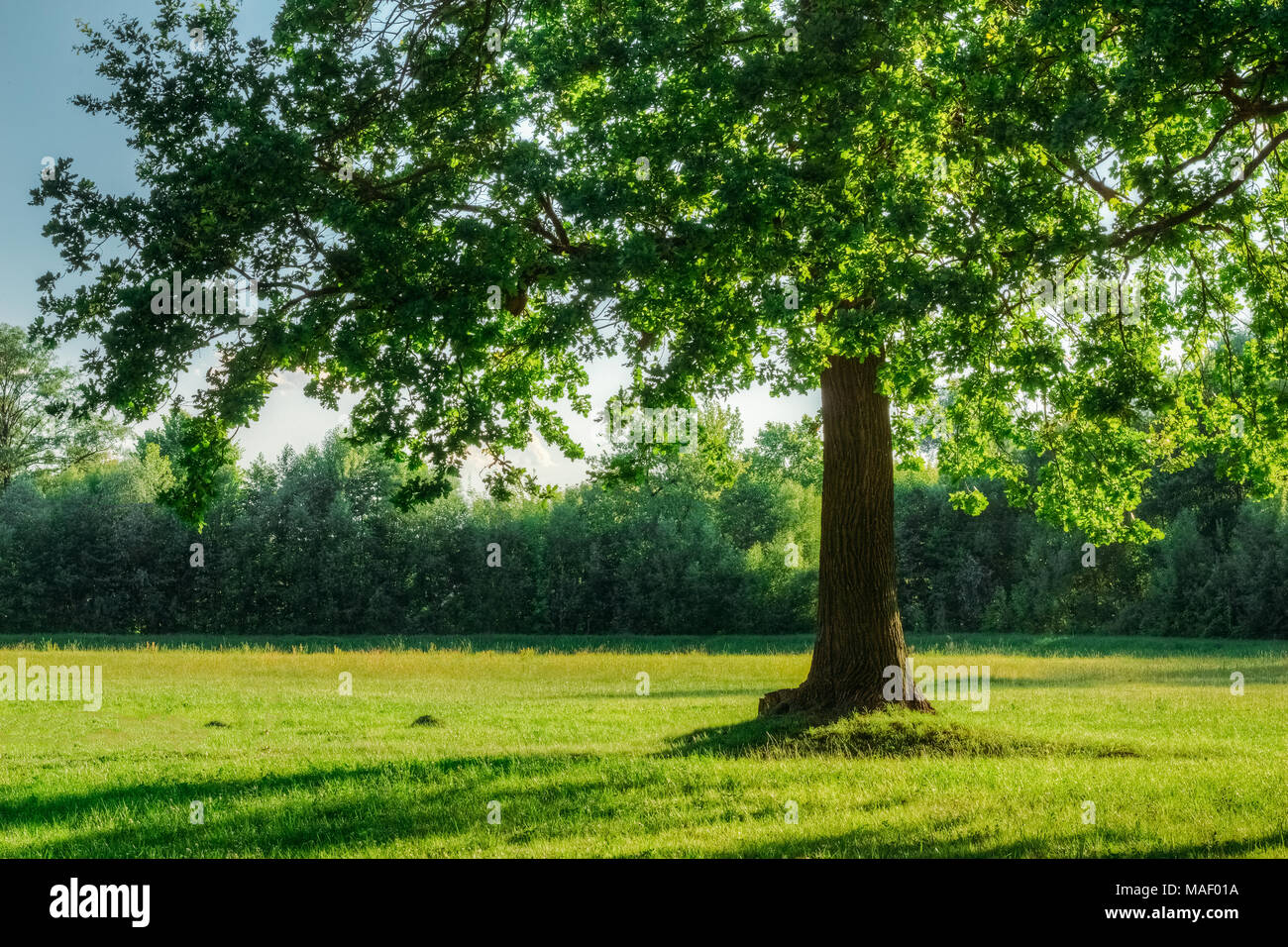 Oak tree with a wide crown over a green field with grass in the sunset ...