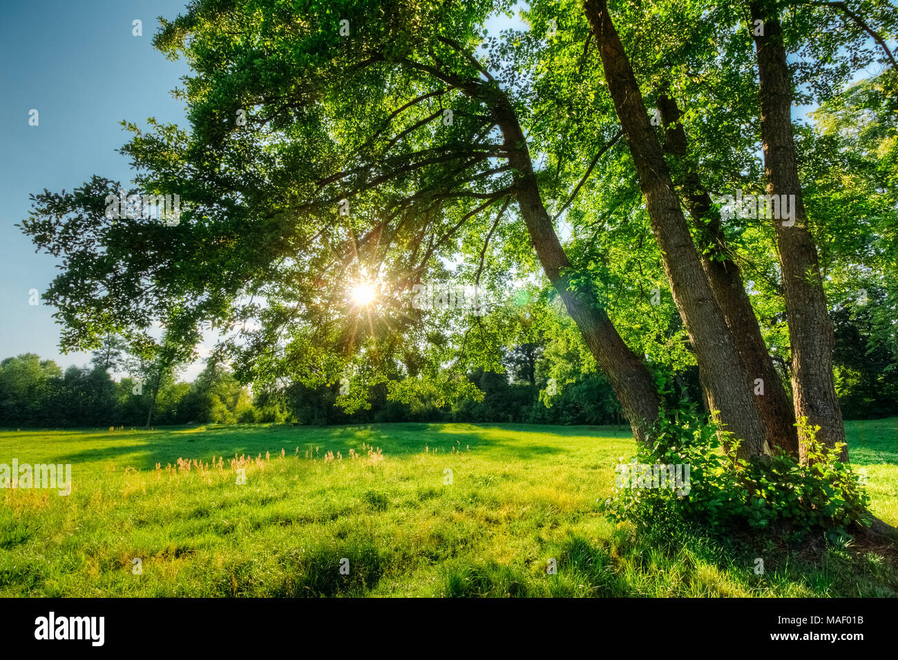 Three oak trees with sun in the branches at sunset. Summer Landscape ...