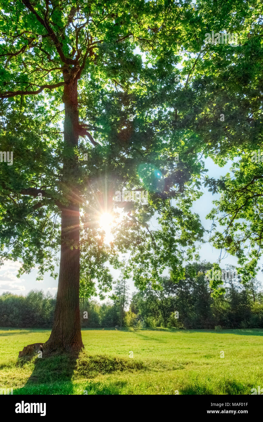 Tree of oak in the sunlight in the green field Stock Photo - Alamy