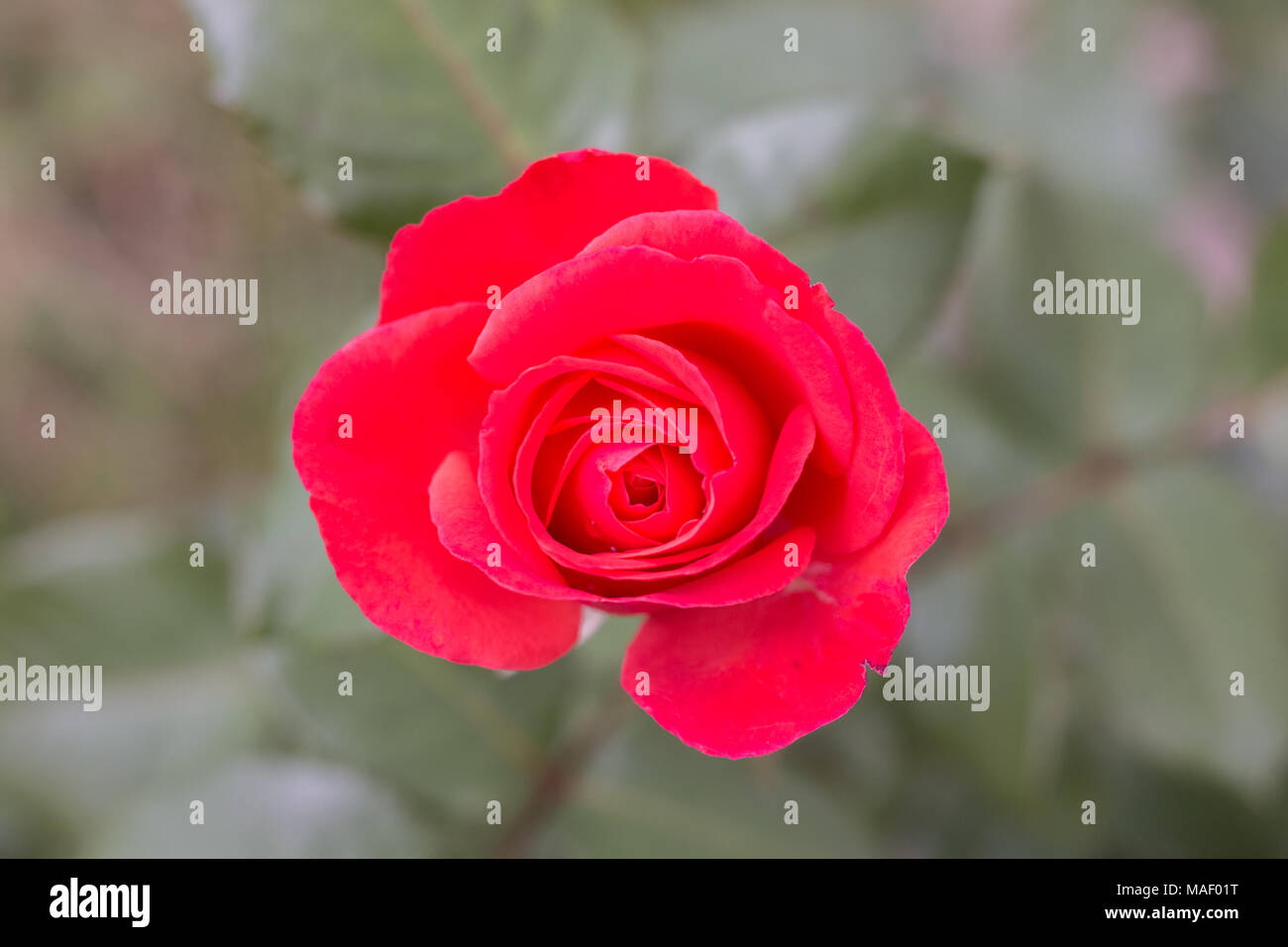 Blooming rosebud of pink color on a green background with a view from ...