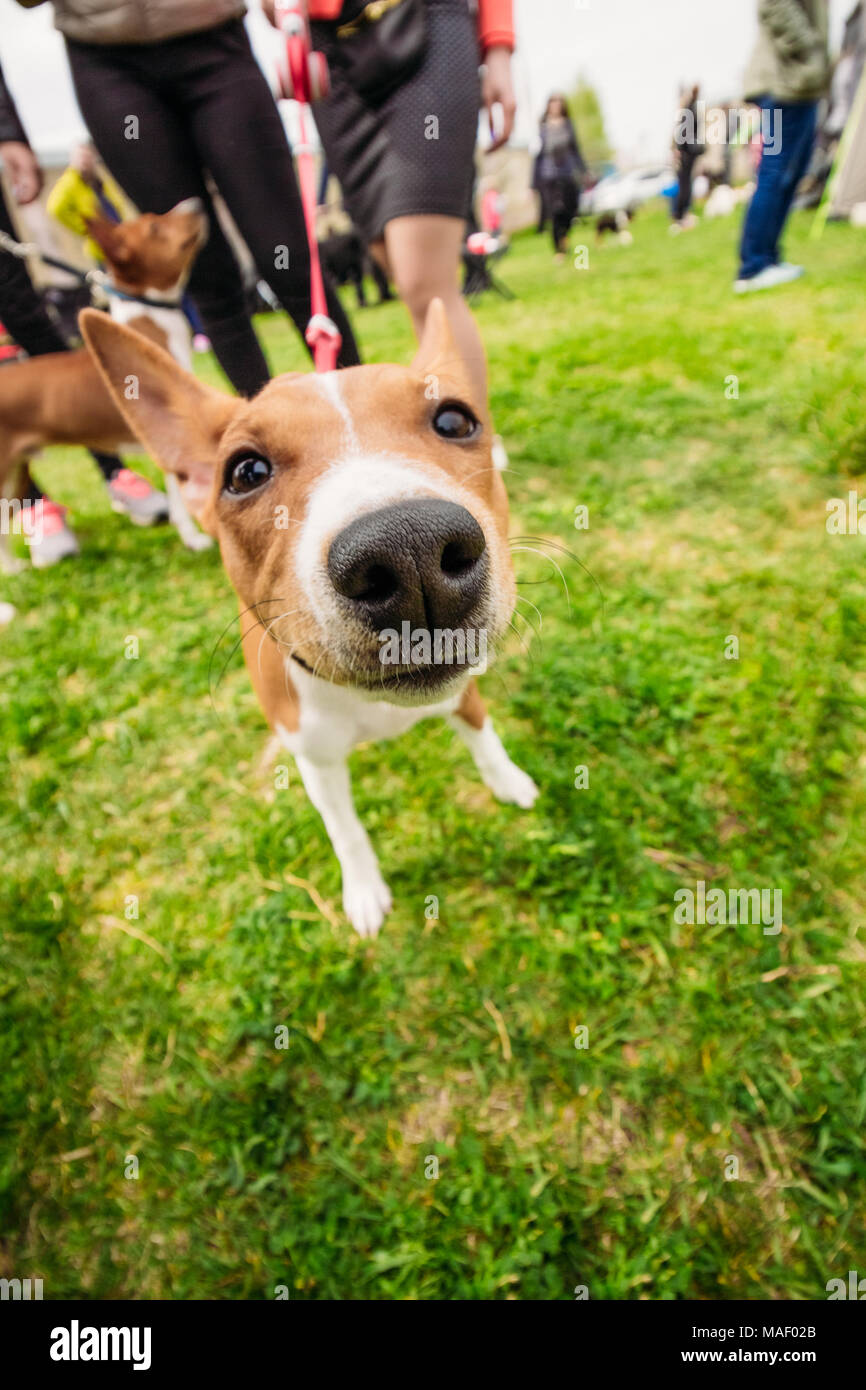 Face and nose of a close-up dog Basenji Stock Photo - Alamy