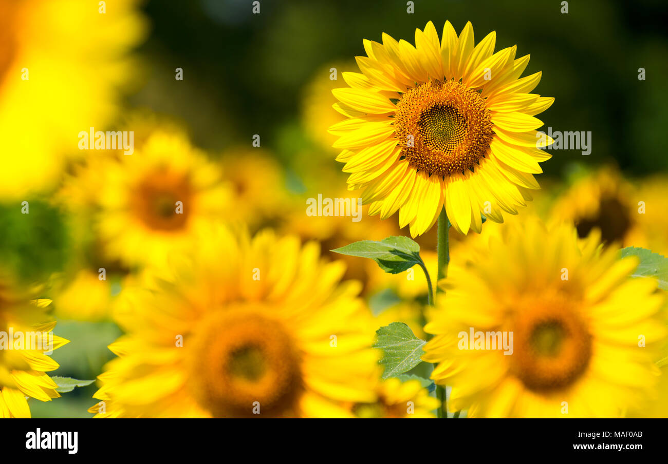 Sunflower against bright shining hi-res stock photography and images ...