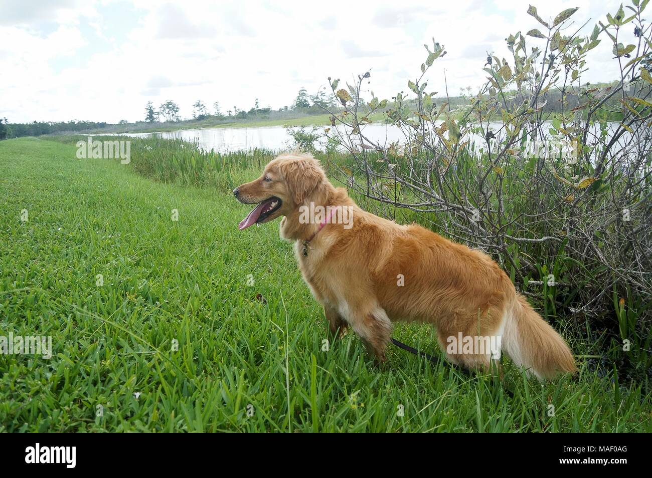 Golden Retriever hunting in swamp Stock Photo - Alamy