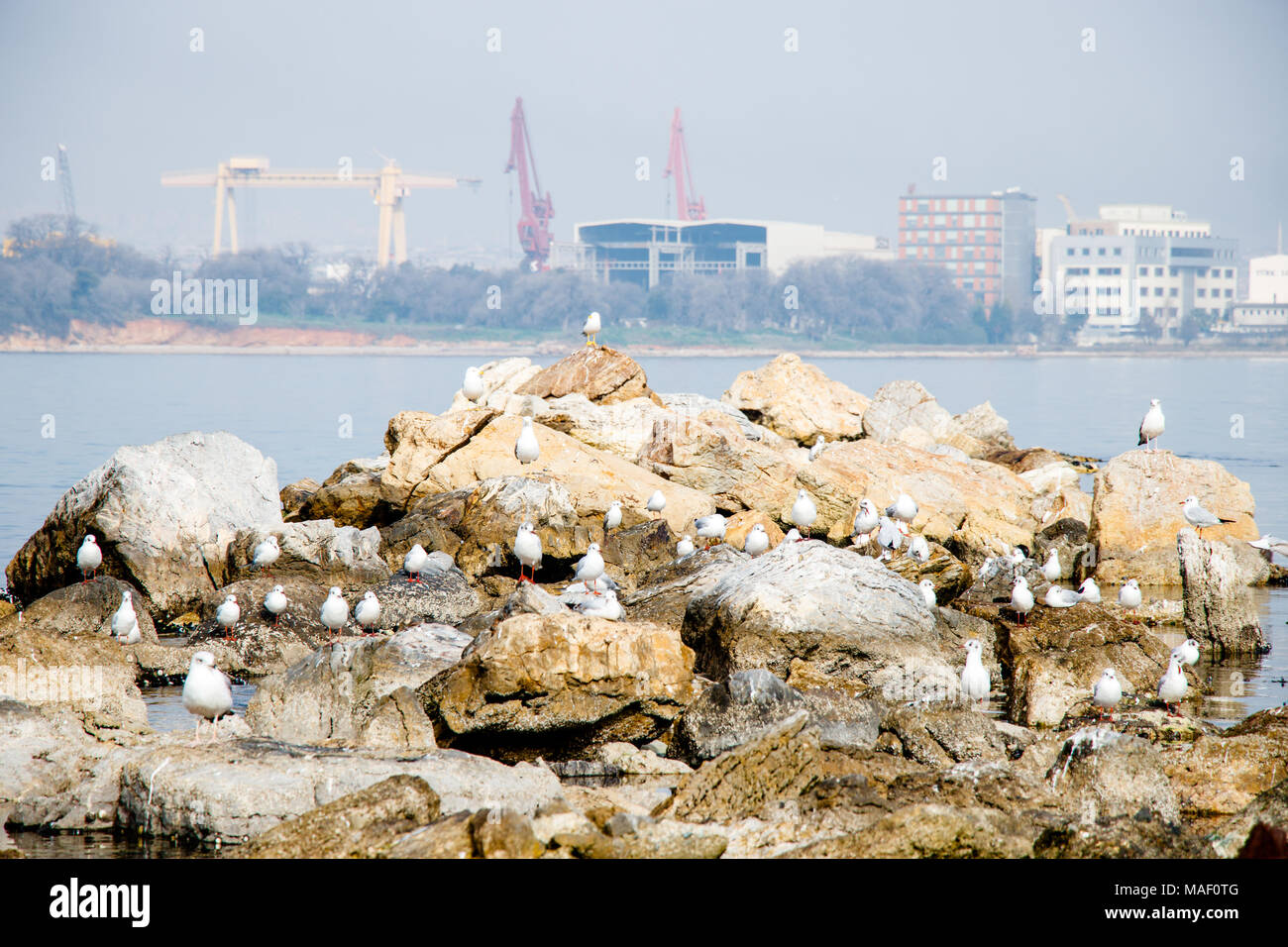 white seagulls on the rocks in front of shipyard background Stock Photo ...