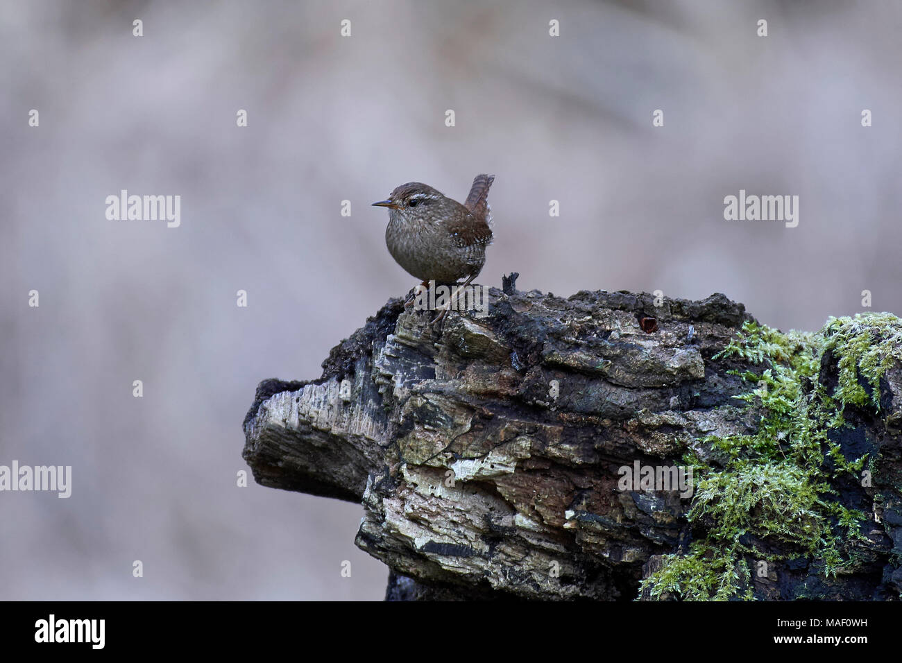 Eurasian wren in its natural habitat in Denmark Stock Photo - Alamy