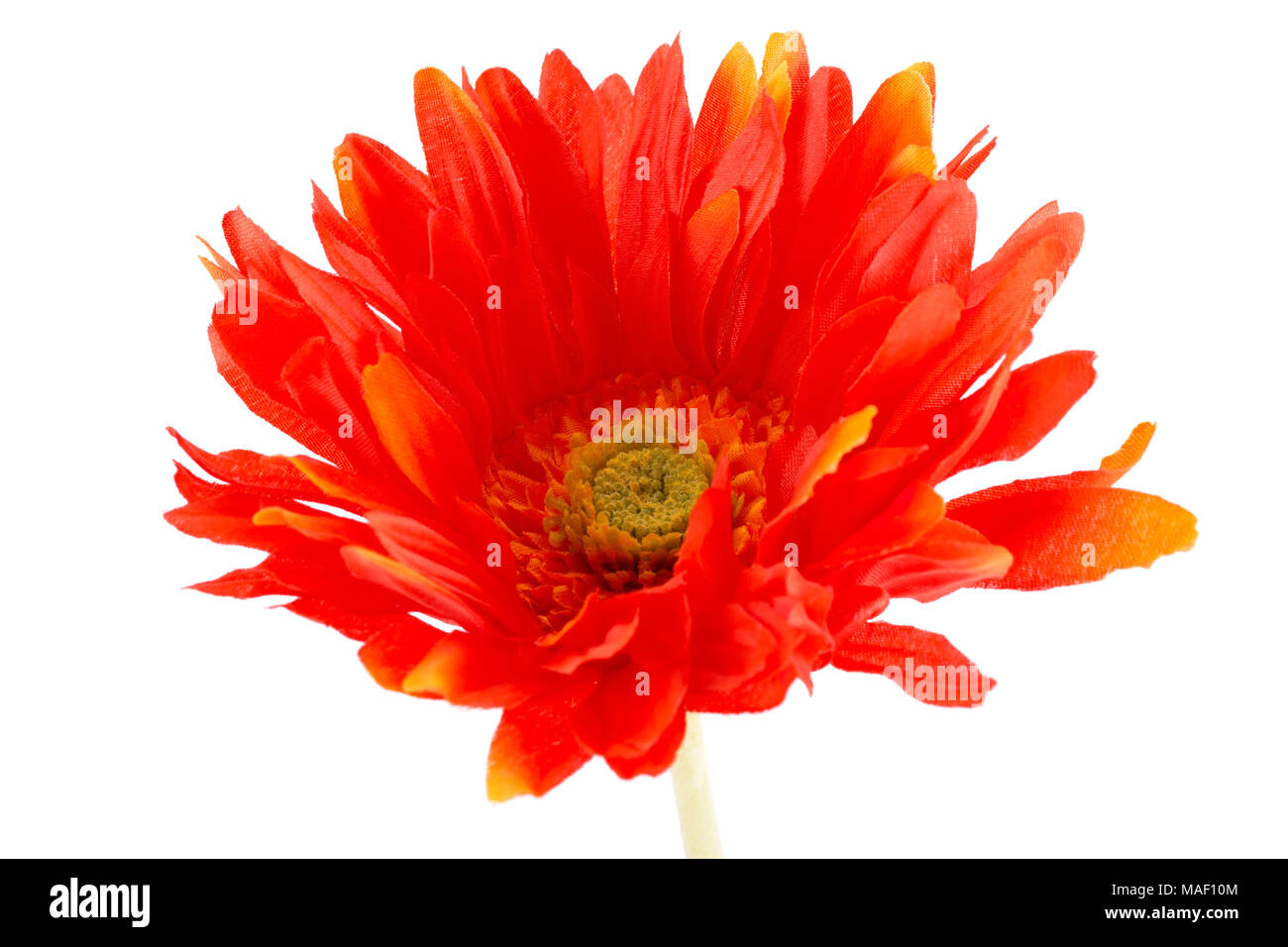 Red fabric daisy isolated on white background, closeup picture Stock ...
