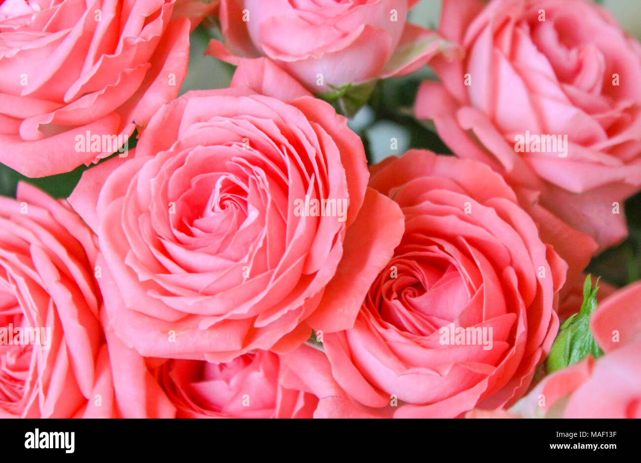Pastel pink roses growing hi-res stock photography and images - Alamy