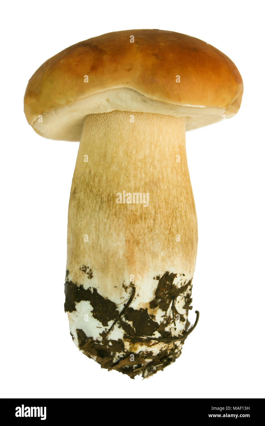Big fresh porcini closeup isolated on white Stock Photo - Alamy