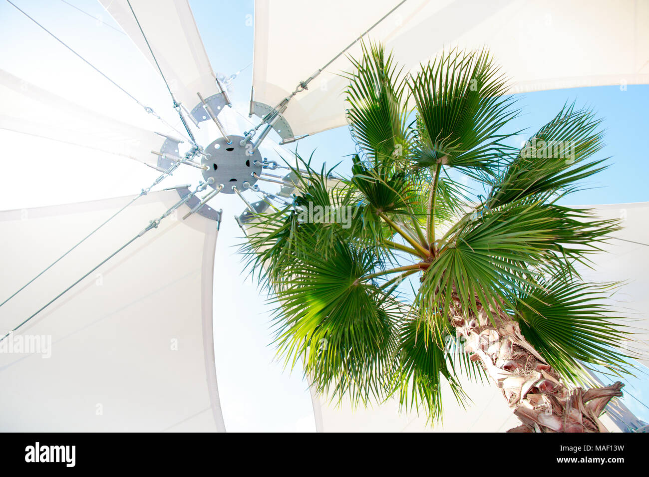 tropical palm tree with light awning umbrella under blue sky sunshine ...