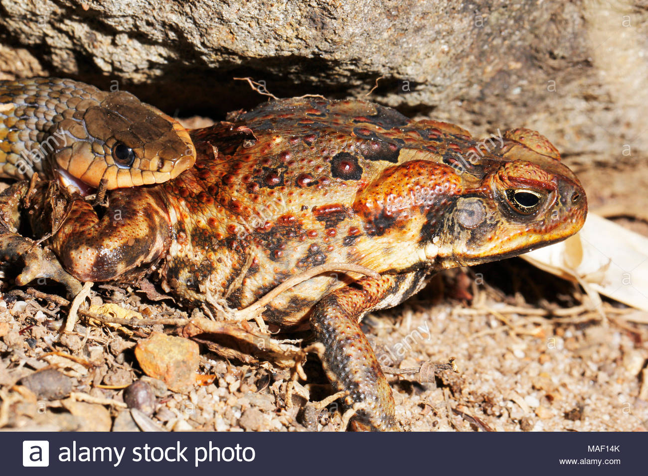 Australian Snakes Stock Photos & Australian Snakes Stock Images - Alamy