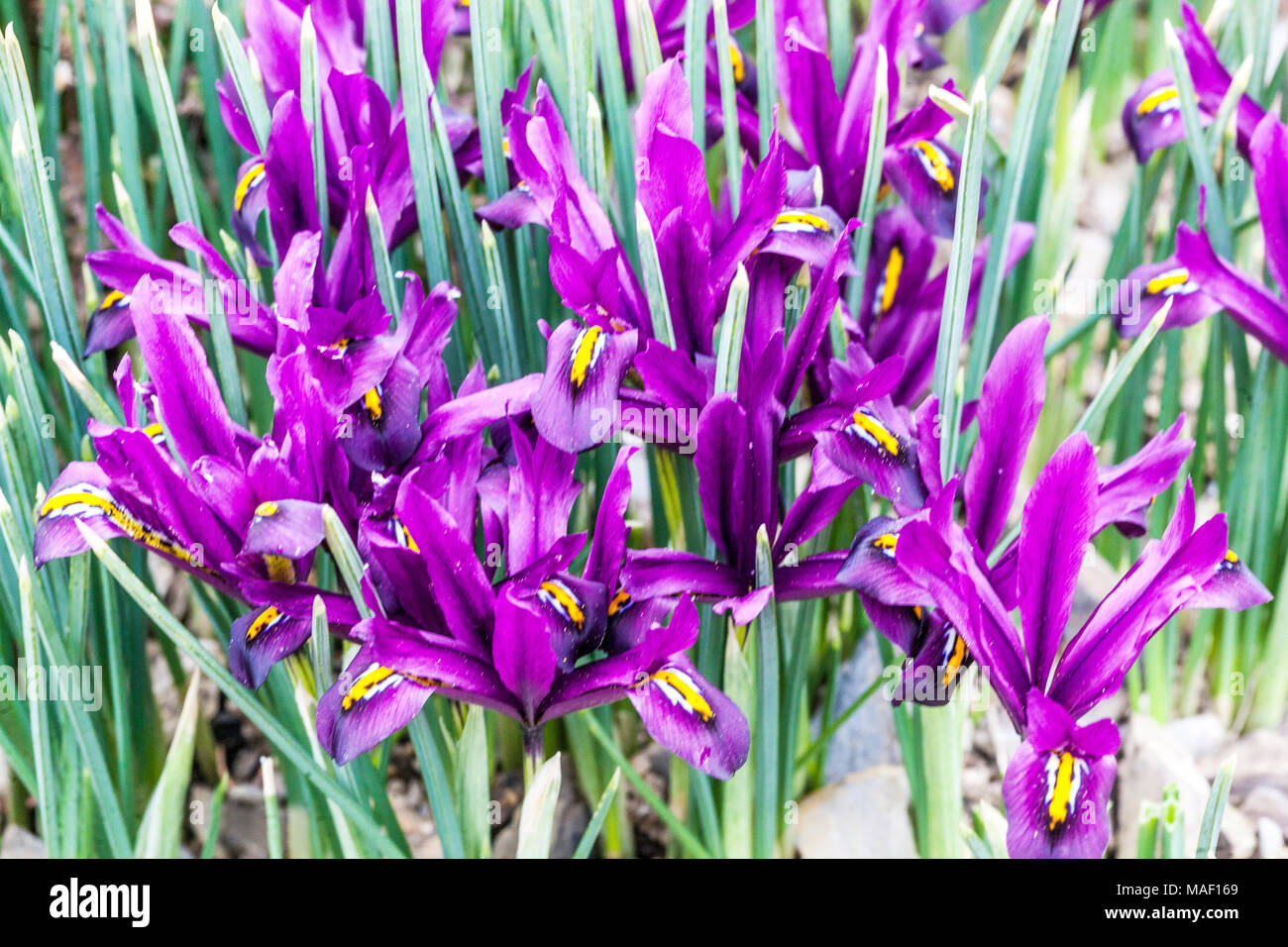 Iris reticulata dijt hi-res stock photography and images - Alamy