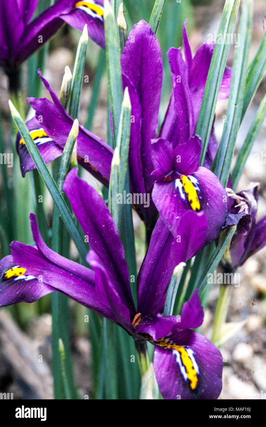 Iris reticulata J.S. Dijt close up Stock Photo - Alamy