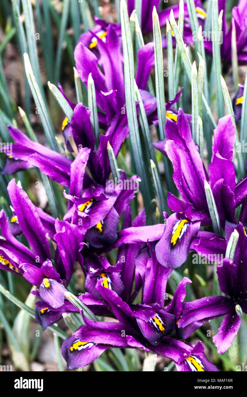 Grow iris growing irises growth plant grows plants hi-res stock ...