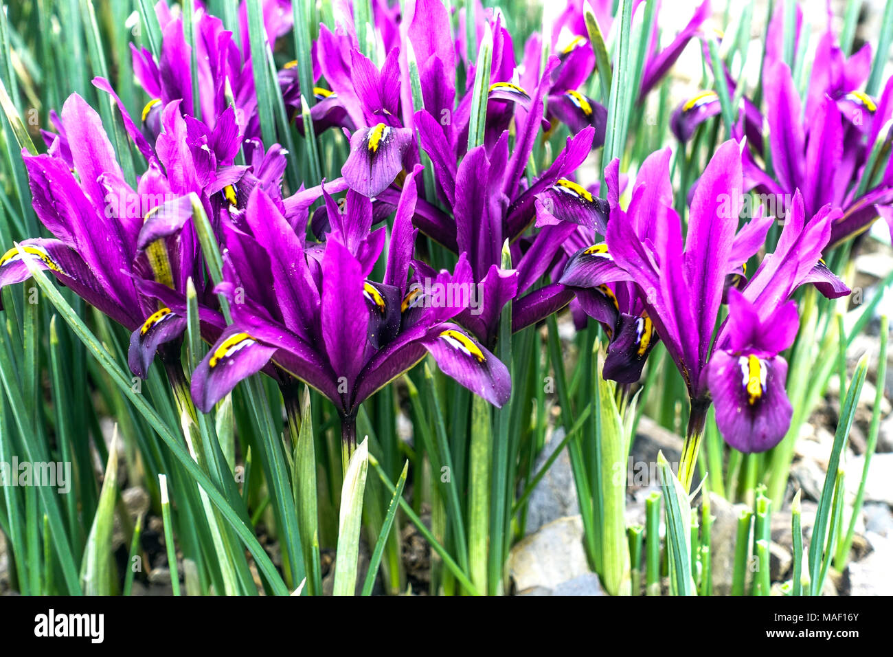 Iris reticulata ' J.S. Dijt '. Dwarf iris Stock Photo - Alamy