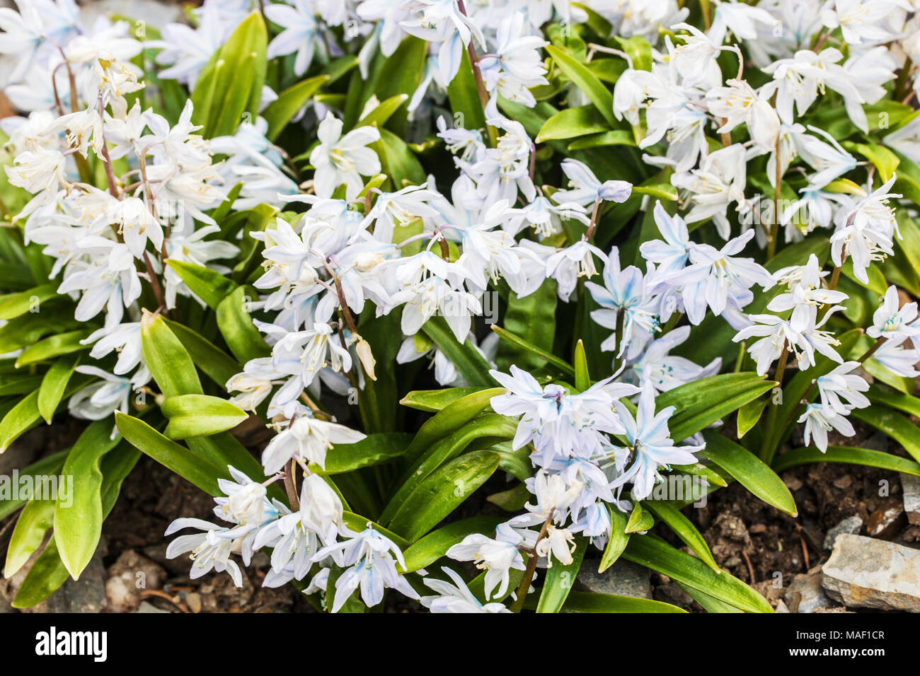 White squill scilla hi-res stock photography and images - Alamy
