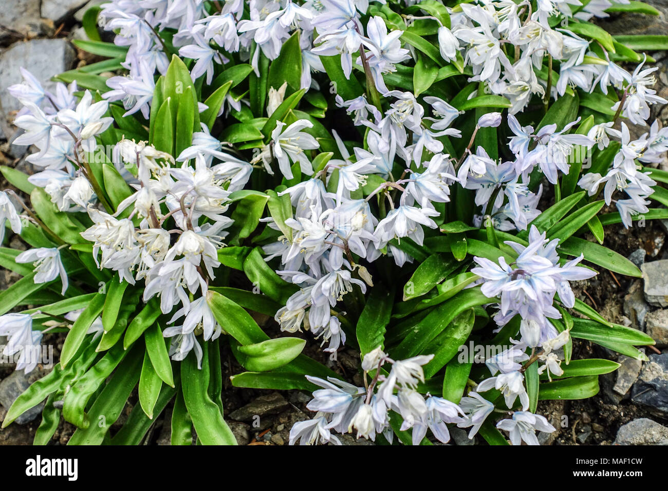 Scilla mischtschenkoana, Scilla tubergeniana – Tubergen squill ground ...