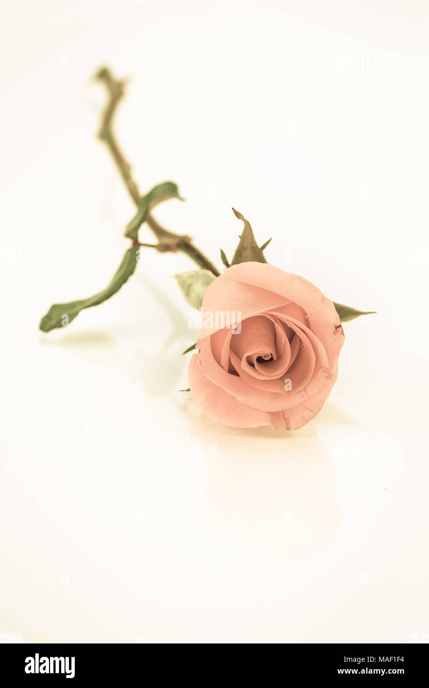 Pink rose with shadow horizontally Stock Photo - Alamy