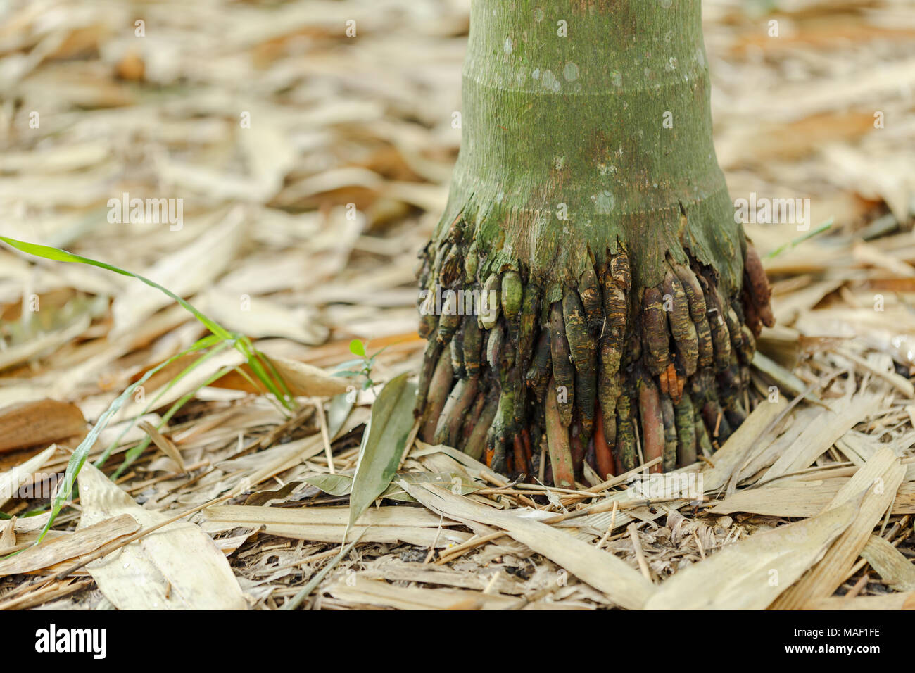 Stems and roots of betel palm Stock Photo - Alamy